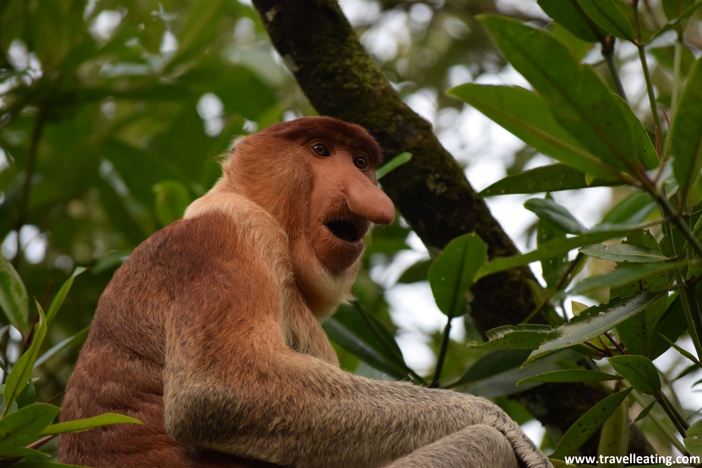 El Parque Nacional Bako, el hogar en Borneo de los monos narigudos ...