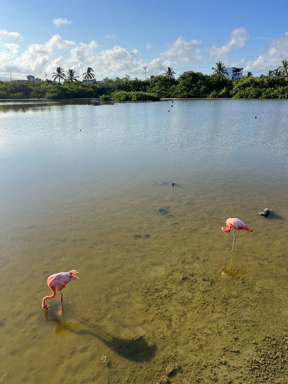 Qué ver y hacer en Isabela, Galápagos - Travelleating